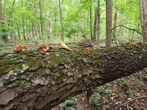 Observations by nicothoe · iNaturalist
