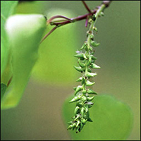 Largetooth Aspen (Trees of Manitoba) · iNaturalist