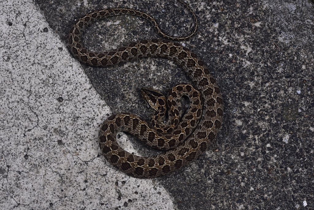 Many-spotted Cat Snake from 中国广东省深圳市罗湖区 on August 13, 2022 at 09:57 AM ...