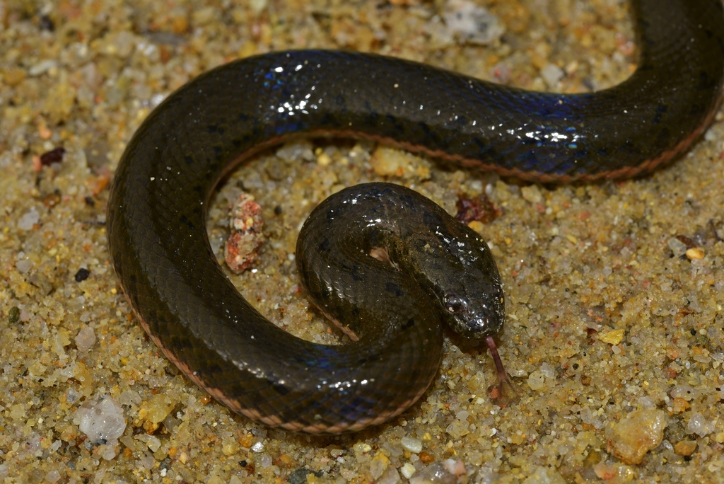 Chinese Water Snake from 中国广东省惠州市惠东县3353+4G7 邮政编码: 516341 on August 7 ...