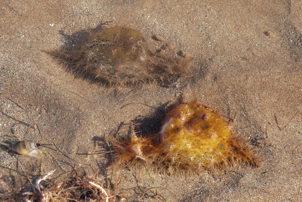 Ragged Seahare from port hedland on September 11, 2022 at 04:56 PM by ...