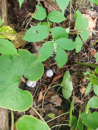 Observations by nicothoe · iNaturalist