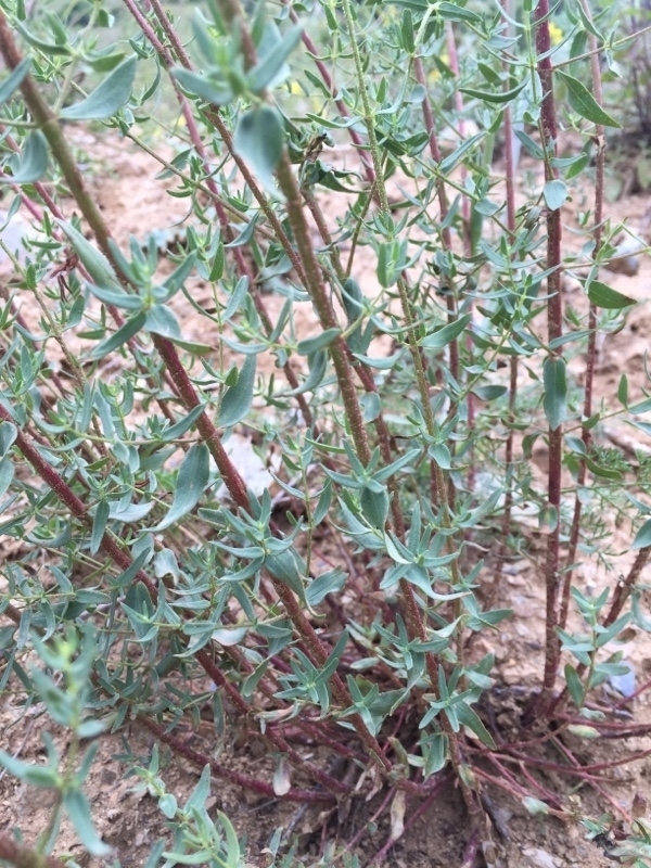 (Hypericum scabrum) - Botanical Realm