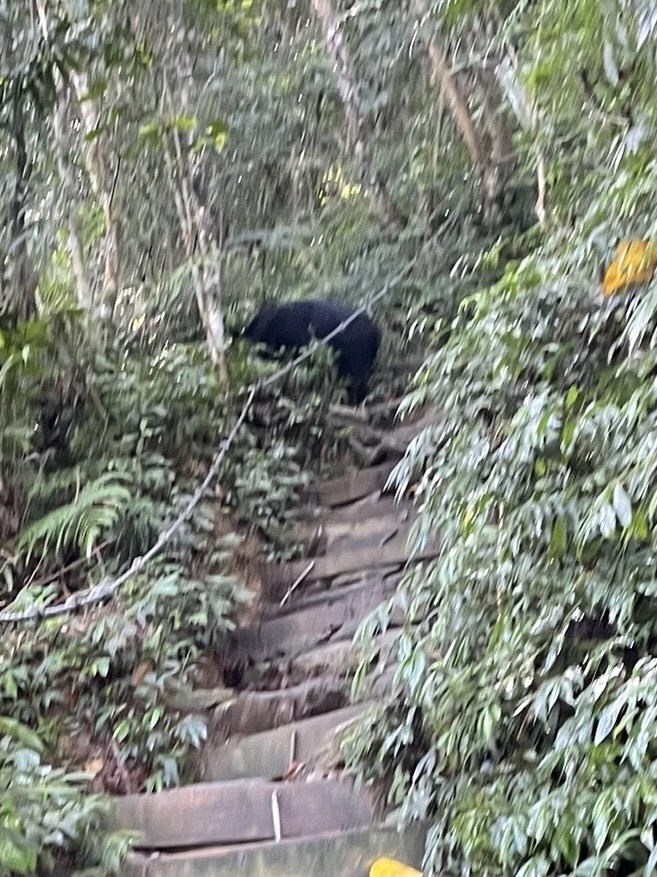 Formosan Black Bear in September 2022 by fengchung · iNaturalist