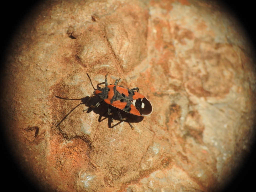 Black-and-Red Bug from Crete, Crete, Greece on April 25, 2022 at 02:59 ...