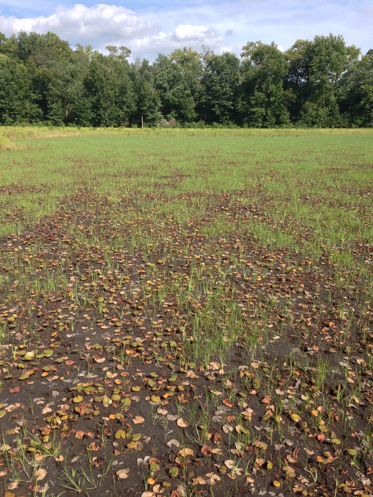 Long-beaked Bald-rush (Rhynchospora scirpoides) - Botanical Realm