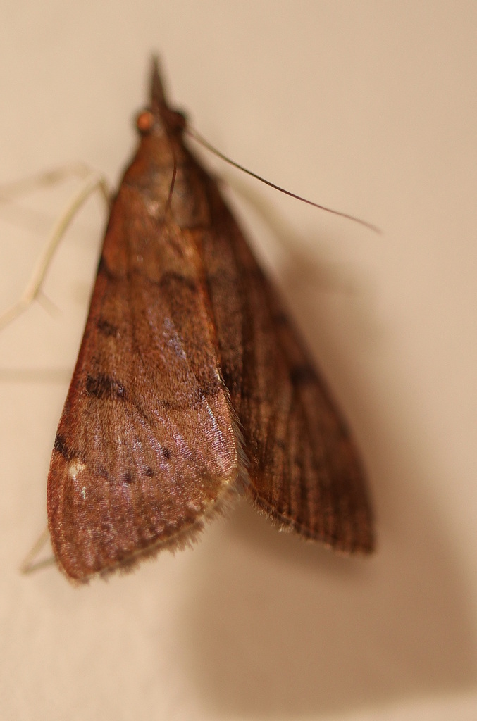 Tree Lucerne Moth from Witta QLD 4552, Australia on September 25, 2022 ...