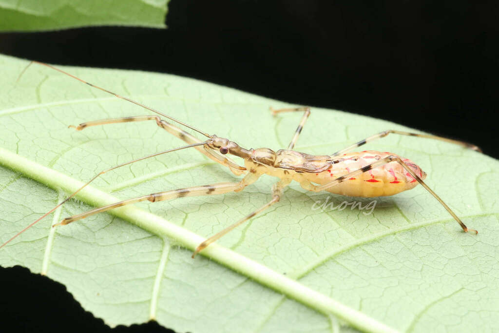 Astinus siamensis from 版纳勐仑镇 on August 9, 2022 by 虫虫 · iNaturalist