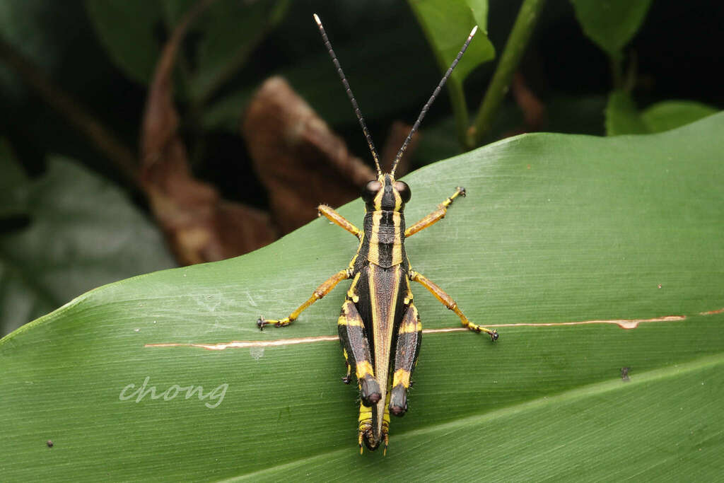 Traulia antennata from 版纳勐仑镇 on August 09, 2022 by 虫虫 · iNaturalist