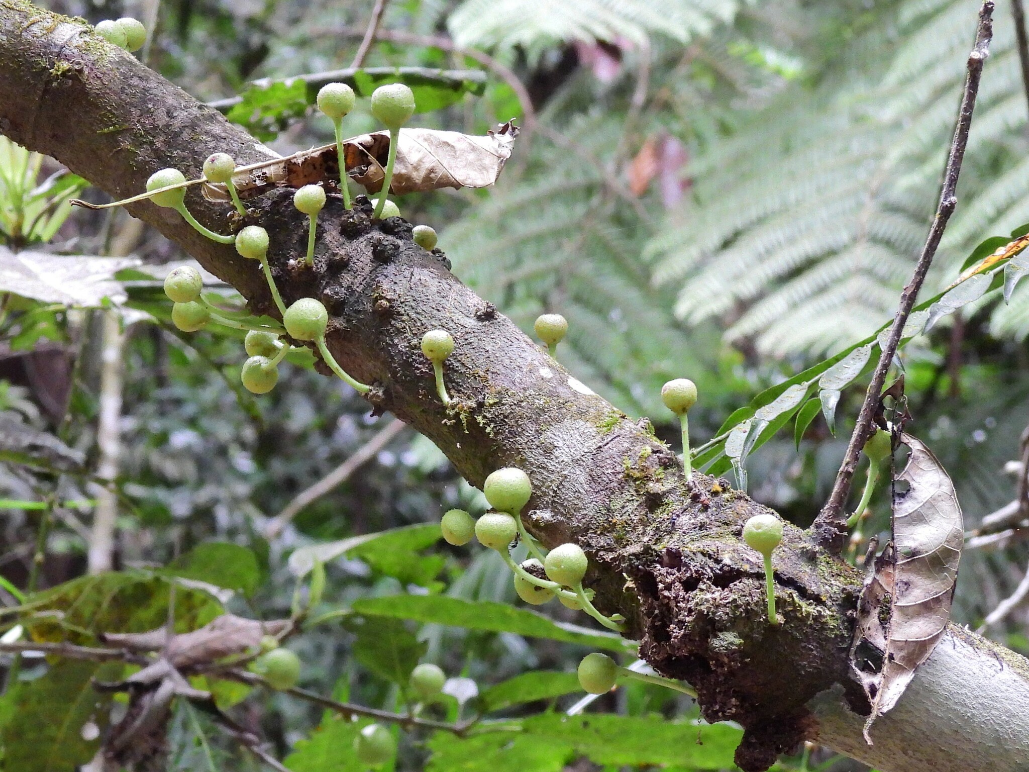 Ficus copiosa Steud.