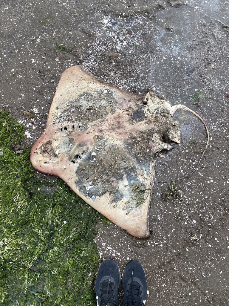 New Zealand Eagle Ray from Manukau Harbor, Manurewa-Papakura Ward ...