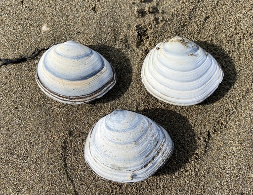 Macoma contabulata · iNaturalist