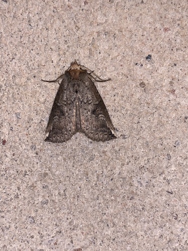 Observations by bvoltviewer · iNaturalist