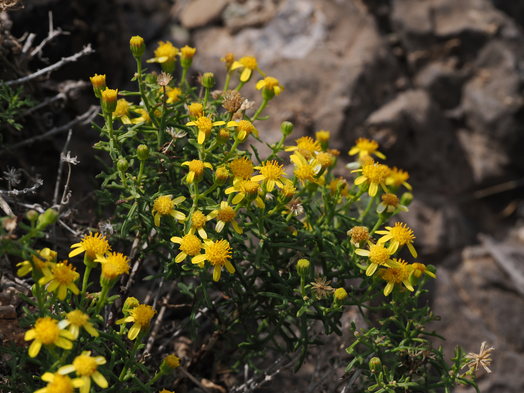Perityle staurophylla staurophylla from Otero, New Mexico, United ...