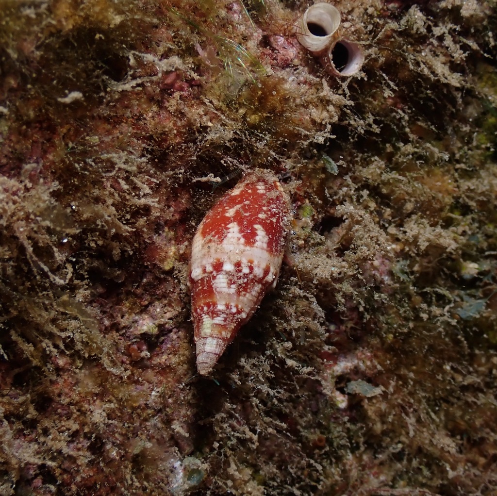 Strigatella aurora aurora in September 2022 by Sara Thiebaud · iNaturalist