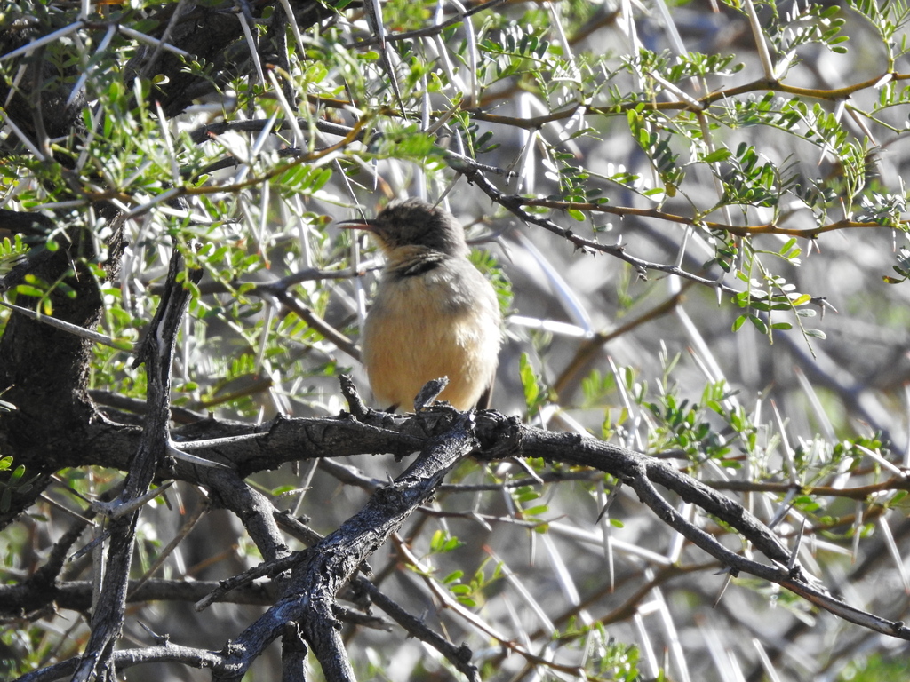 Cape Crombec from Central Karoo, ZA-WC, ZA on September 20, 2022 at 08: ...