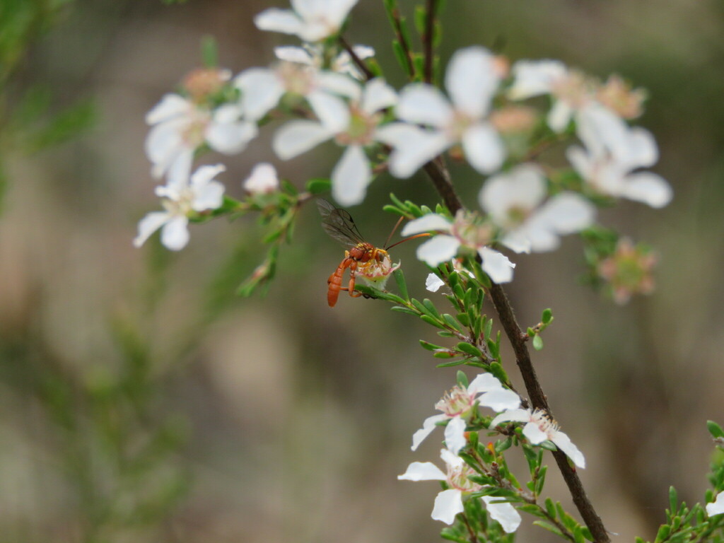 Bee Parasitizing Wasps from Glenorie NSW 2157, Australia on September ...