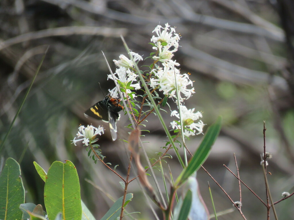 Australian Grapevine Moth from Glenorie NSW 2157, Australia on ...