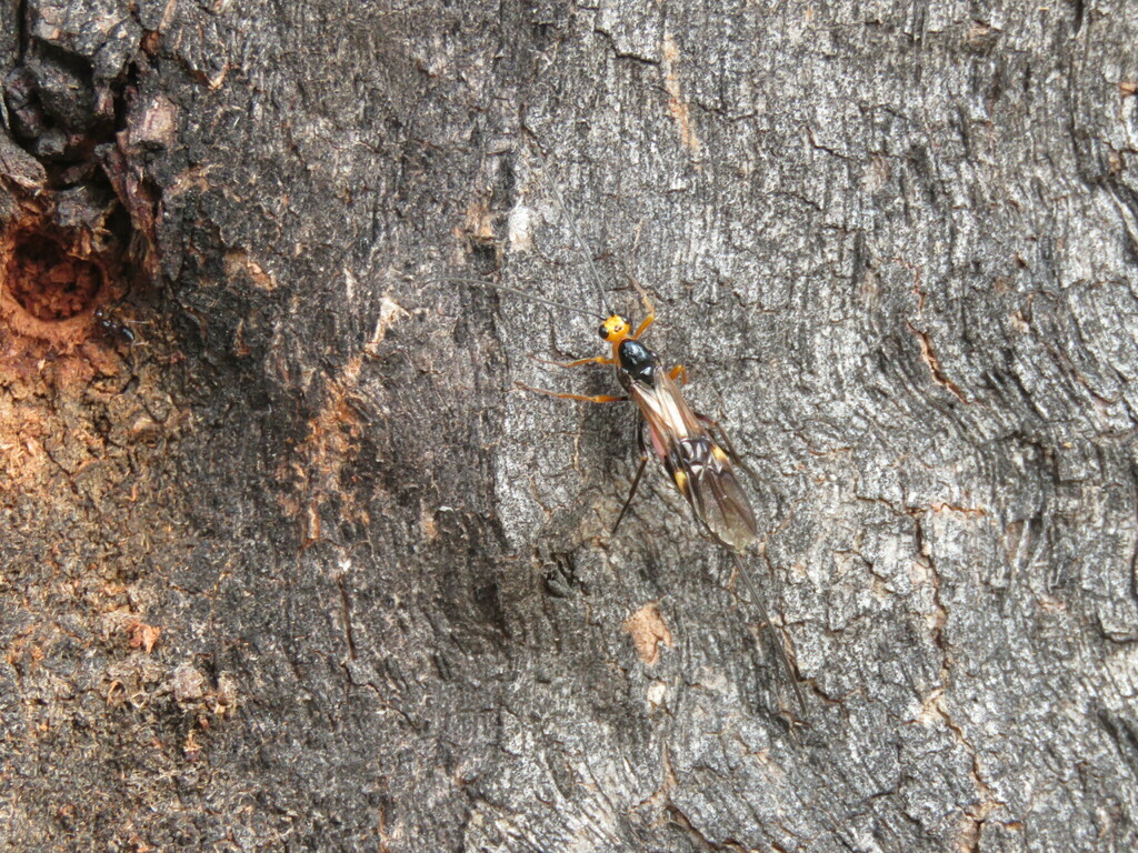 Braconid Wasps from Glenorie NSW 2157, Australia on September 26, 2022 ...