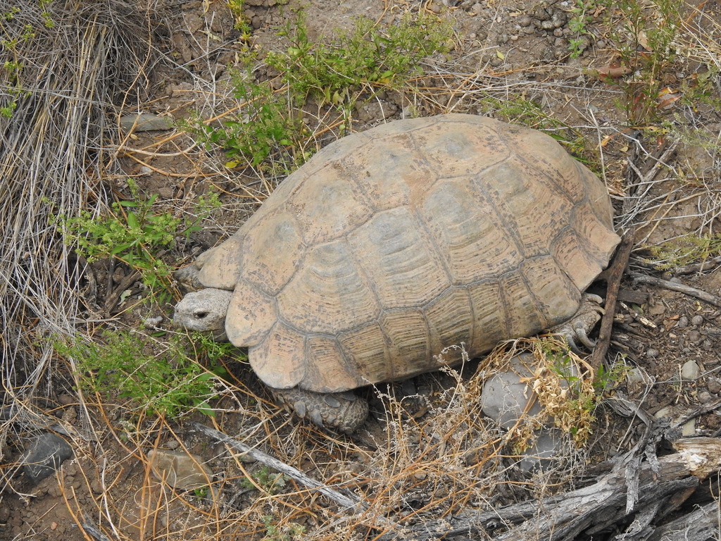 Leopard Tortoise from Central Karoo District Municipality, South Africa ...