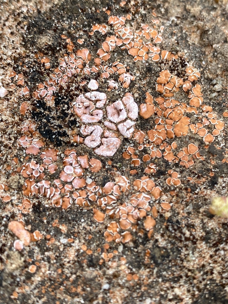 Blushing Scale from Calperum Pastoral Lease Scientific Reserve ...