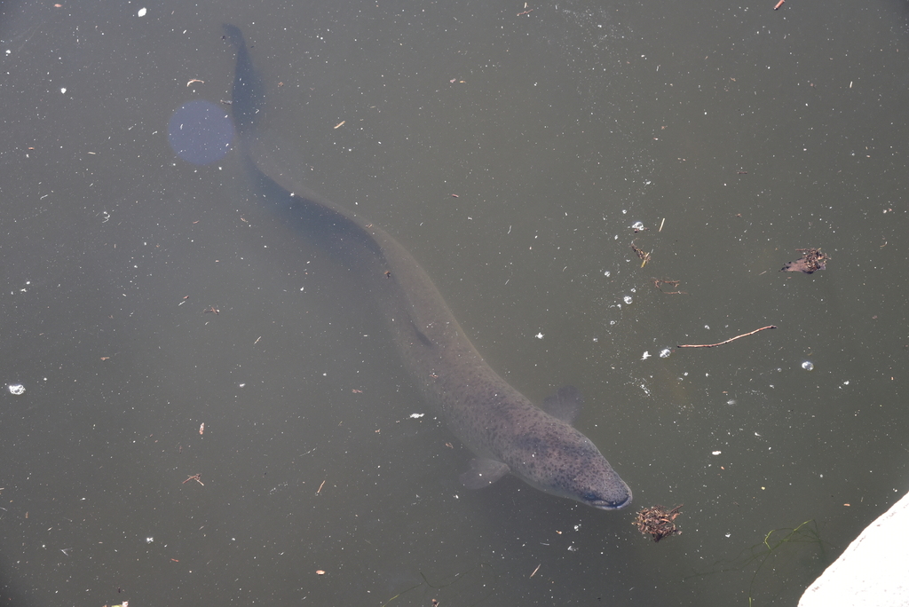 Australian Long-finned Eel from Sydney, Royal Botanic Garden, Australie ...