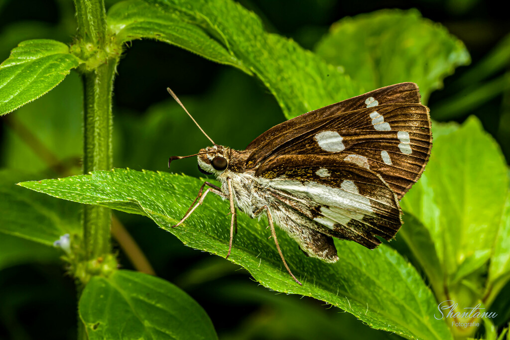 Grass Demon from Santhadi house NH-169 Butterfly Park Road Mangalore ...