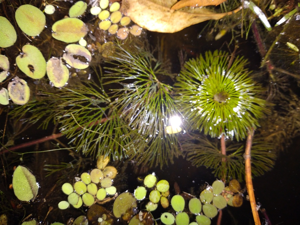 Carolina Fanwort in September 2022 by pupbungalo · iNaturalist