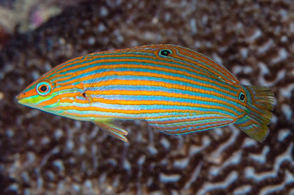 Pinstriped Wrasse (Halichoeres melanurus) - Marine Life Identification