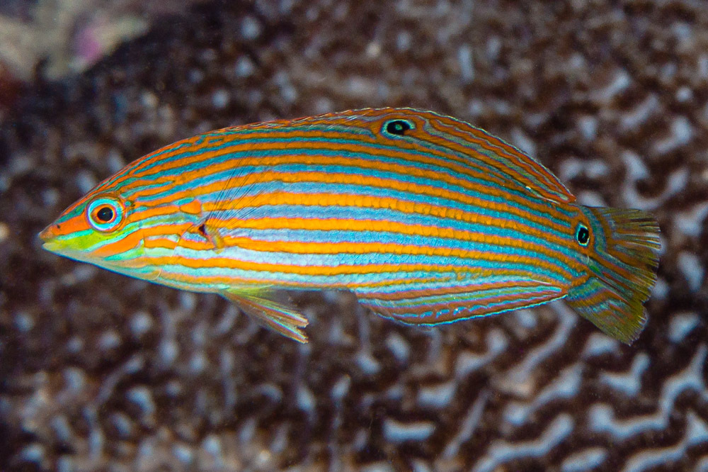 Melanurus Wrasse