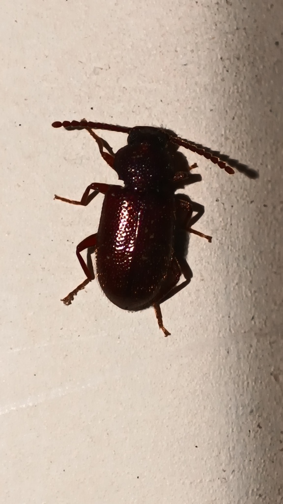 Anaedus from Cajeme, Sonora, Mexico on September 24, 2022 at 10:13 PM ...