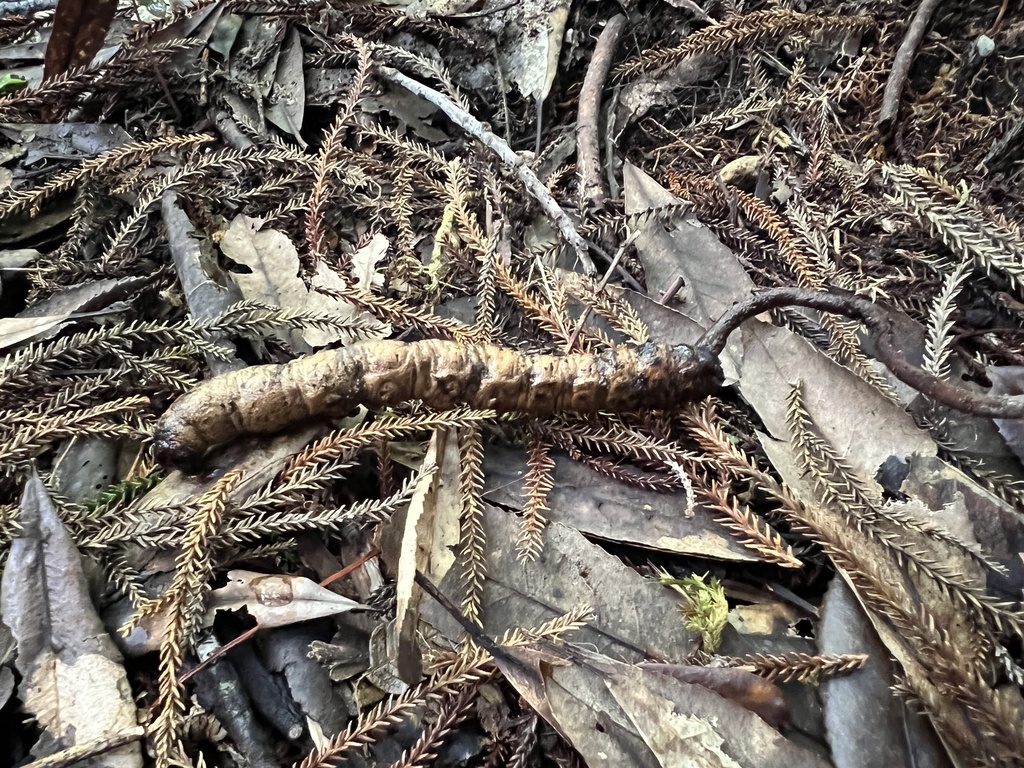 Vegetable caterpillar from Pureora Forest Park, Mangakino, Waikato, NZ ...