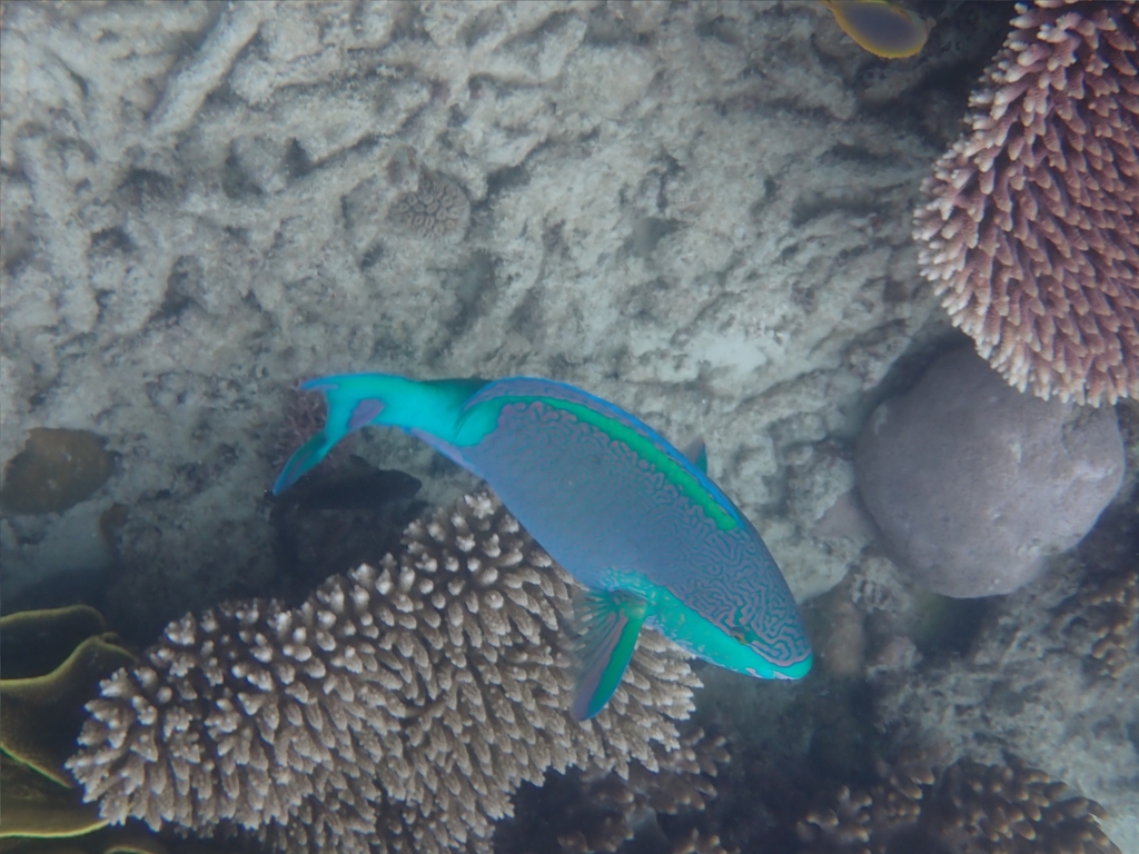 Sixband Parrotfish from Douglas, QLD, Australia on August 08, 2022 at ...