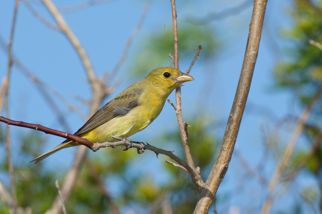 Scarlet Tanager (Common Birds of Pittsburgh Parks) · iNaturalist