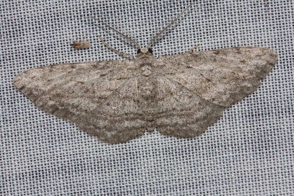Long-fringed Bark Moth from Woods Reserve, Tuerong on January 31, 2022 ...