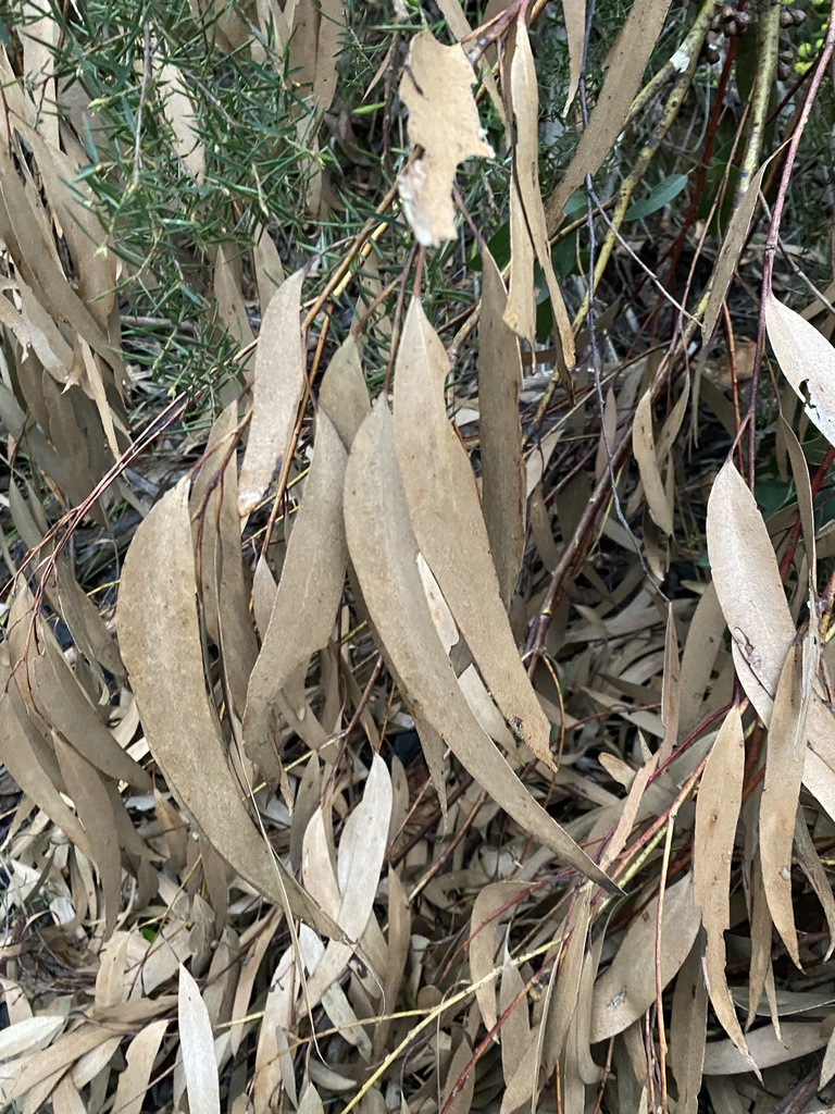 Silvertop Ash from Yarra State Forest, Wesburn, VIC, AU on September 23 ...