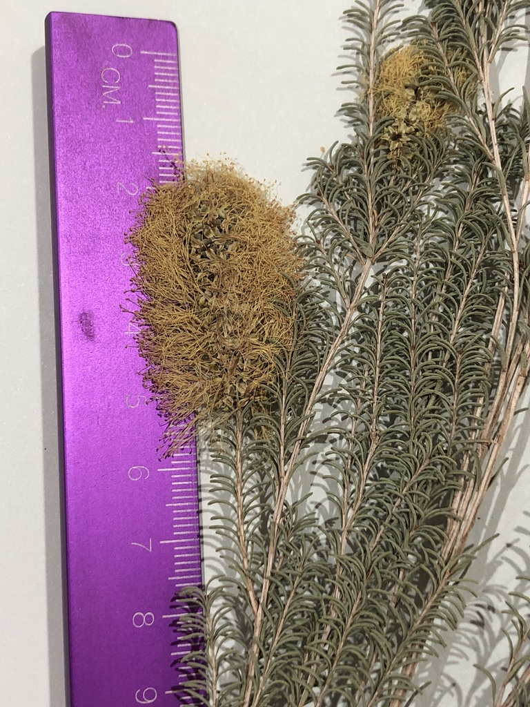 (Melaleuca microphylla) - Botanical Realm