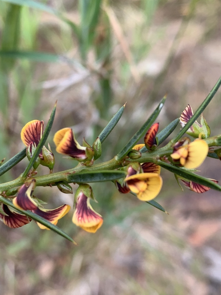 sharp bitter-pea from Sandstone Caves Walking Tk, Dandry, NSW, AU on ...