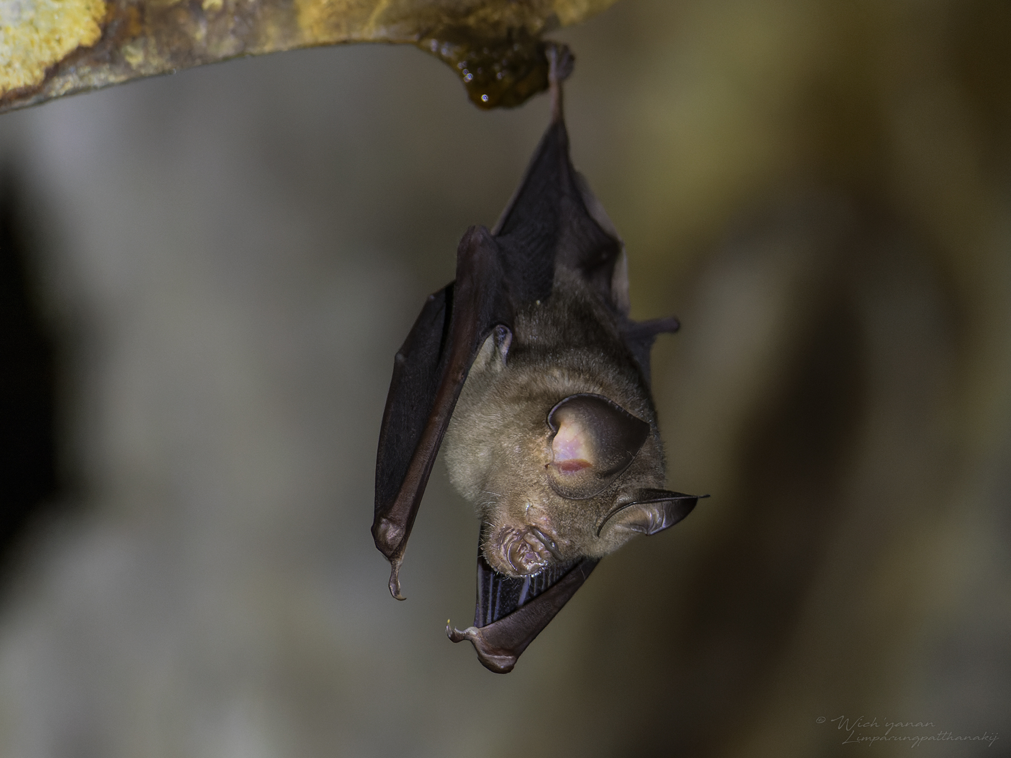 Hipposideros larvatus (Horsfield, 1823)