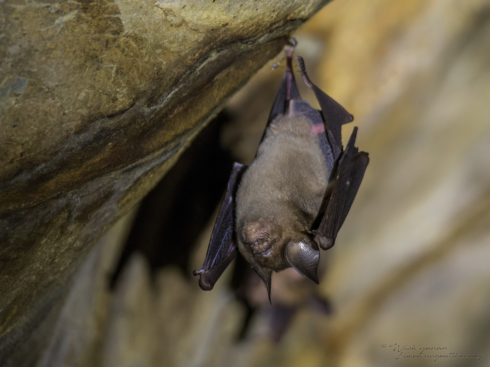 Hipposideros larvatus (Horsfield, 1823)