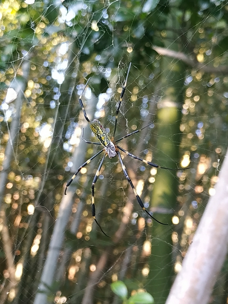 Joro Spider from Arashiyama Bamboo Forest on September 25, 2022 at 04: ...