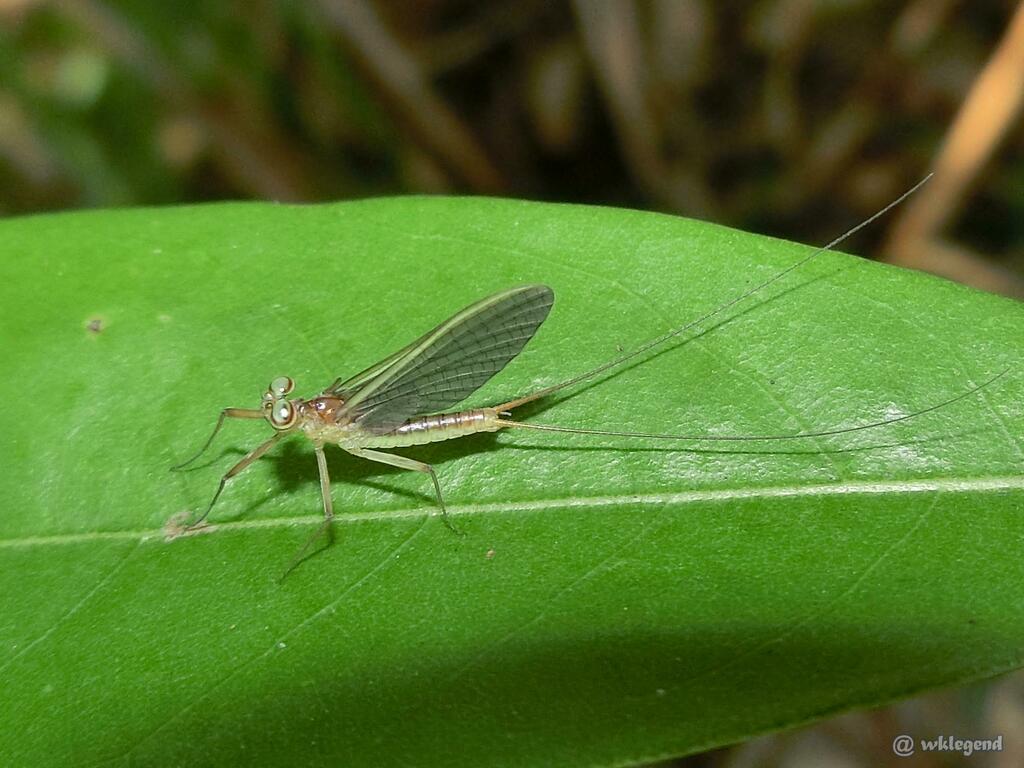 Stream Mayflies from 香港沙田 on September 26, 2022 at 02:37 PM by wklegend ...