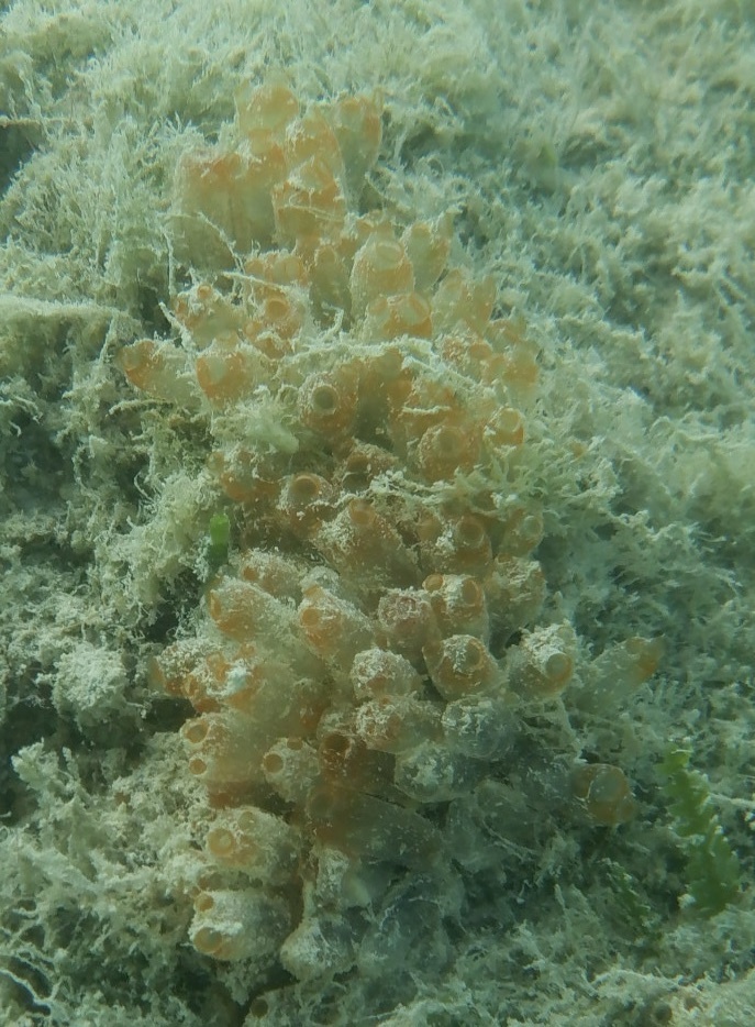 Mangrove Tunicate from Bermuda Institute of Ocean Sciences, Bermuda, BM ...