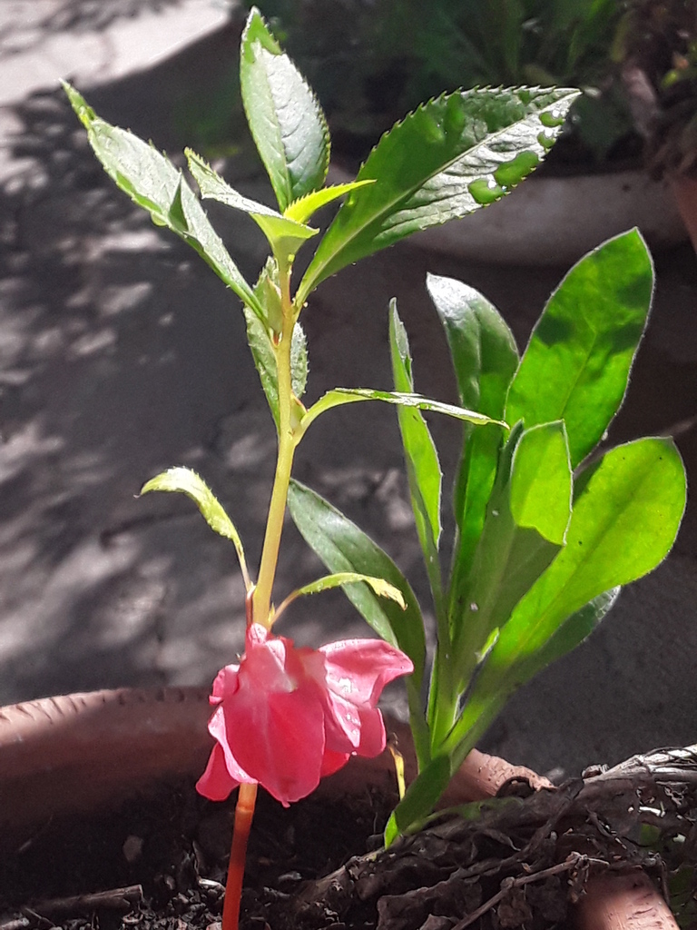 Garden balsam from Kausani, District Almora, Uttarakhand 263639, India ...