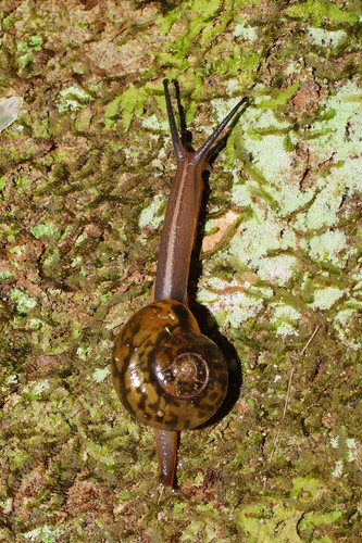 Scagacola cavernula · iNaturalist