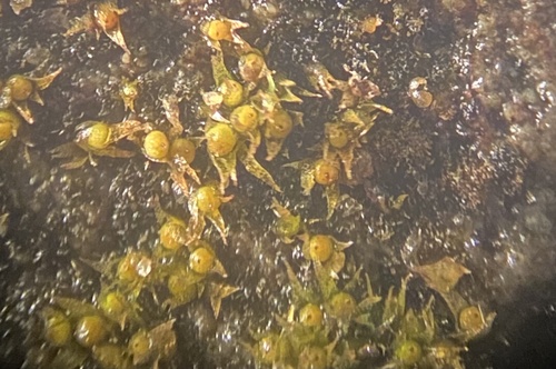 Micromitrium megalosporum · iNaturalist