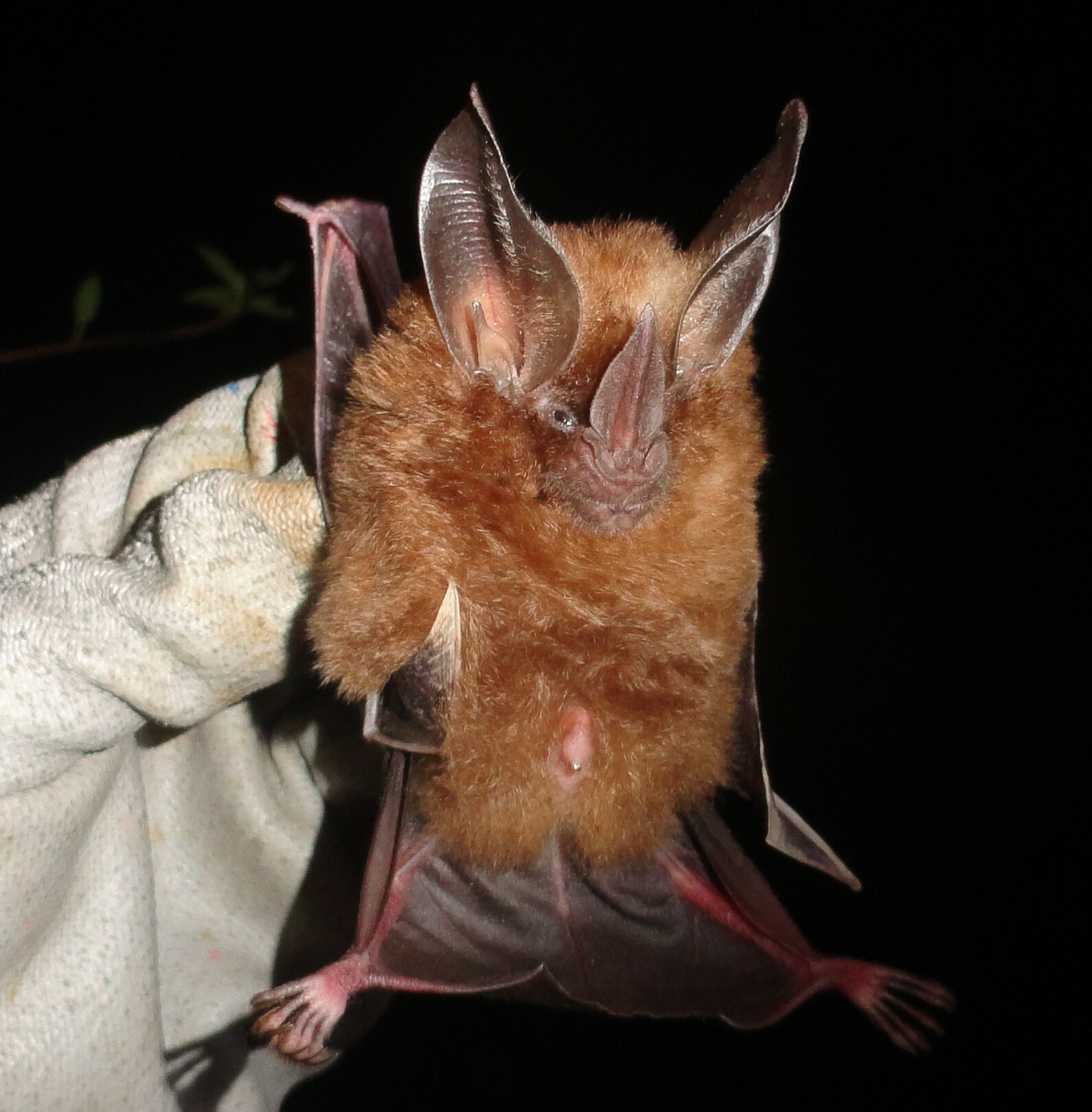 Mimon bennettii (Gray, 1838)