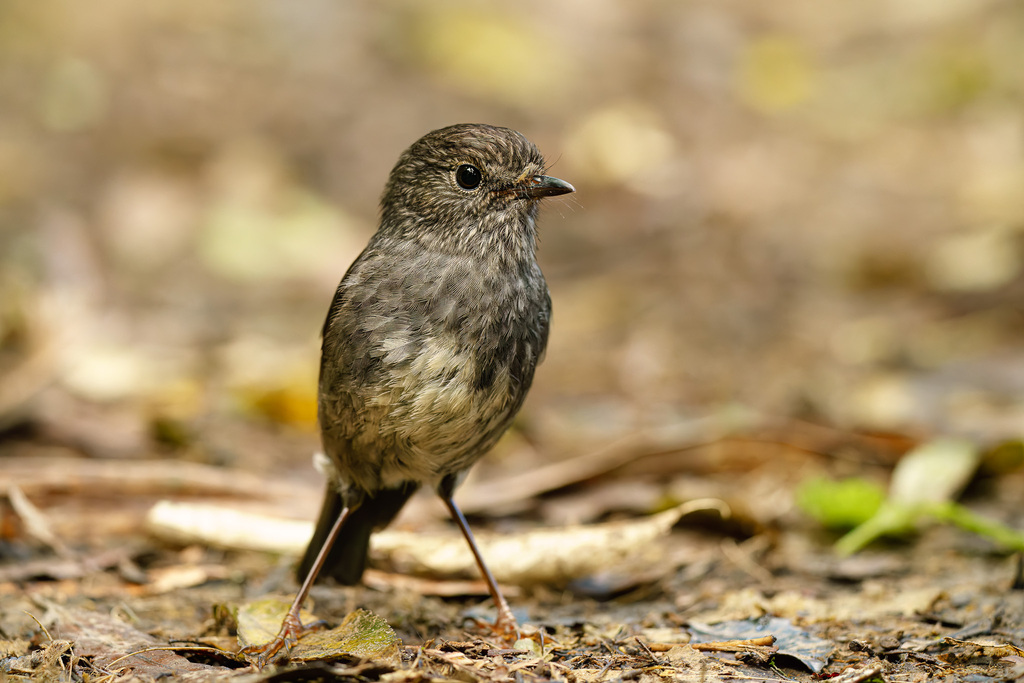 North Island Robin from 365 Sangster Road, Rawhitiroa 4398, New Zealand ...