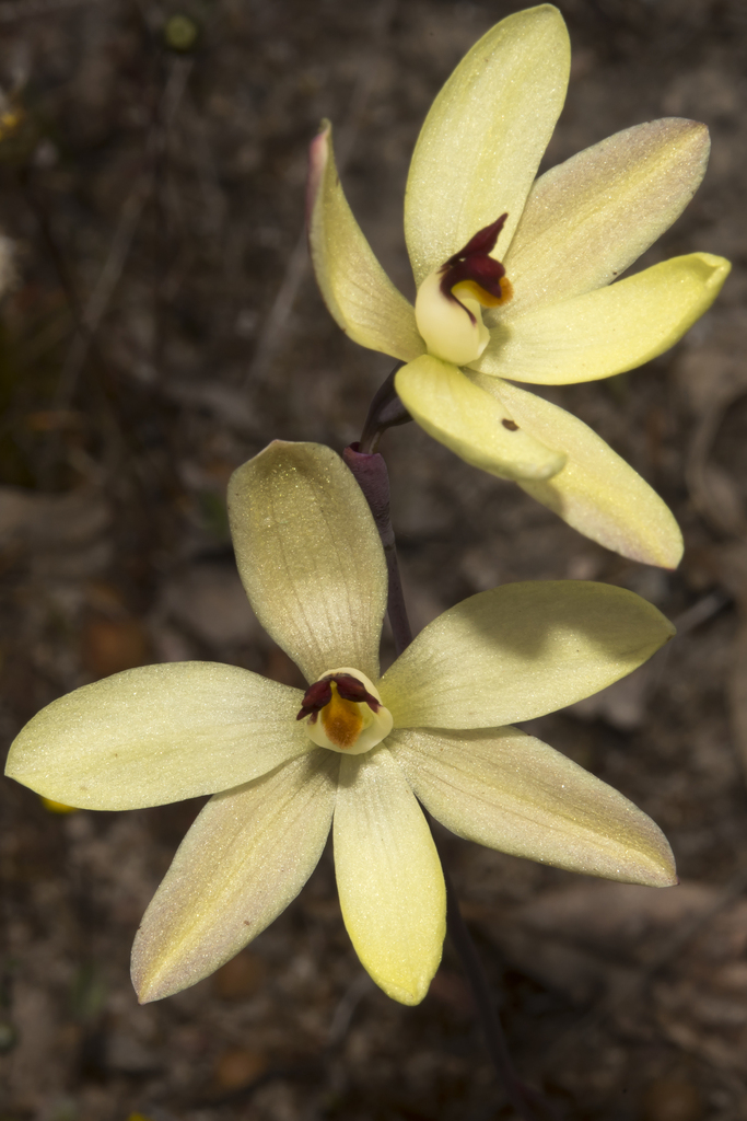 lemon-scented sun orchid from Coblinine Nature Reserve, Coblinine WA ...