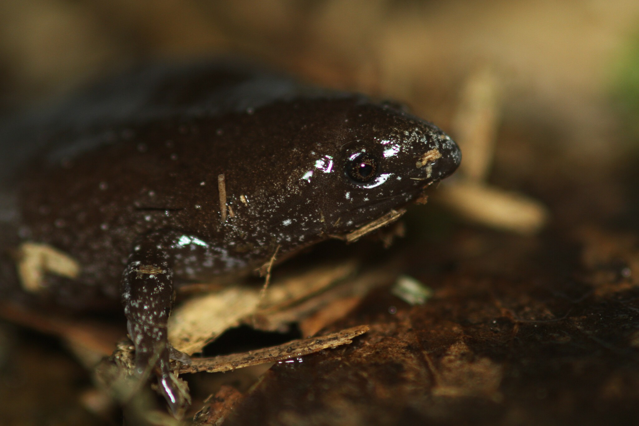 Myersiella microps (Duméril & Bibron, 1841)